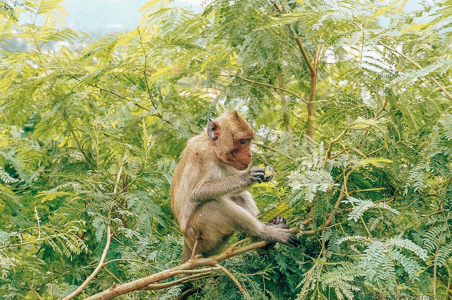 Visiting Monkey Mountain in Khao Takiap, Hua Hin - Amy Morgan & Co