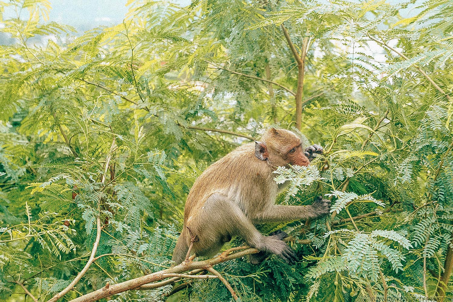 Visiting Monkey Mountain in Khao Takiap, Hua Hin - Amy Morgan & Co