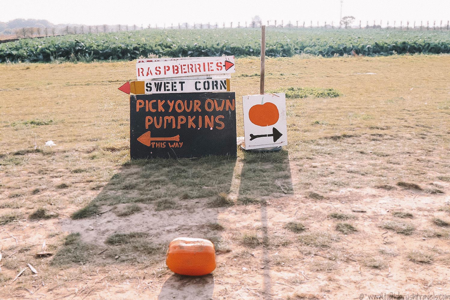 Pumpkin Picking at Pickwell Farm - Amy Morgan & Co