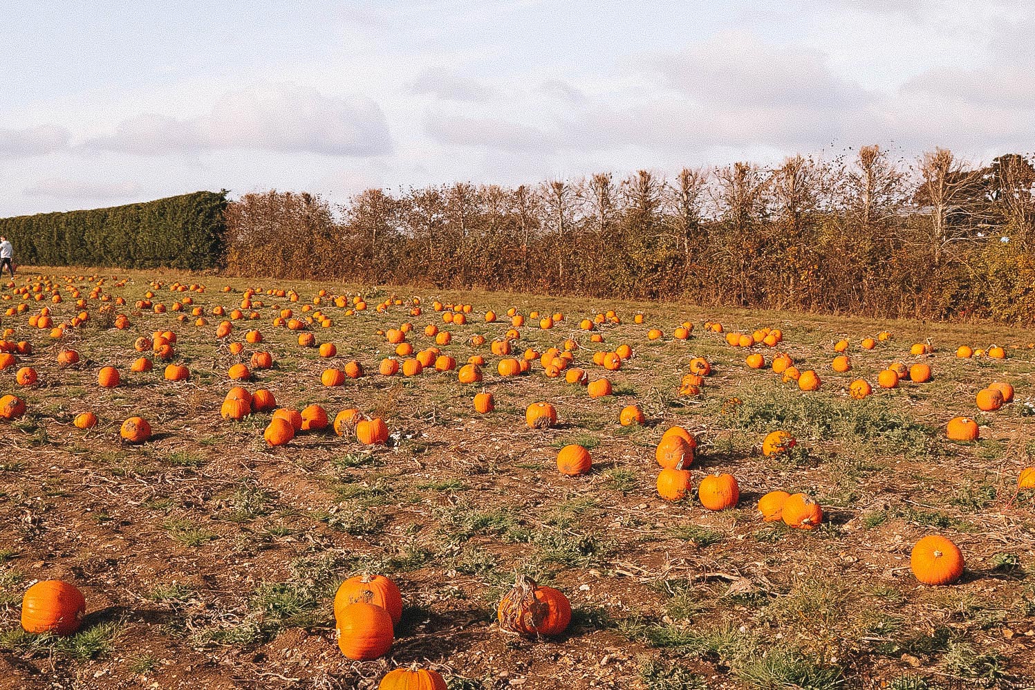 Pumpkin Picking at Pickwell Farm - Amy Morgan & Co