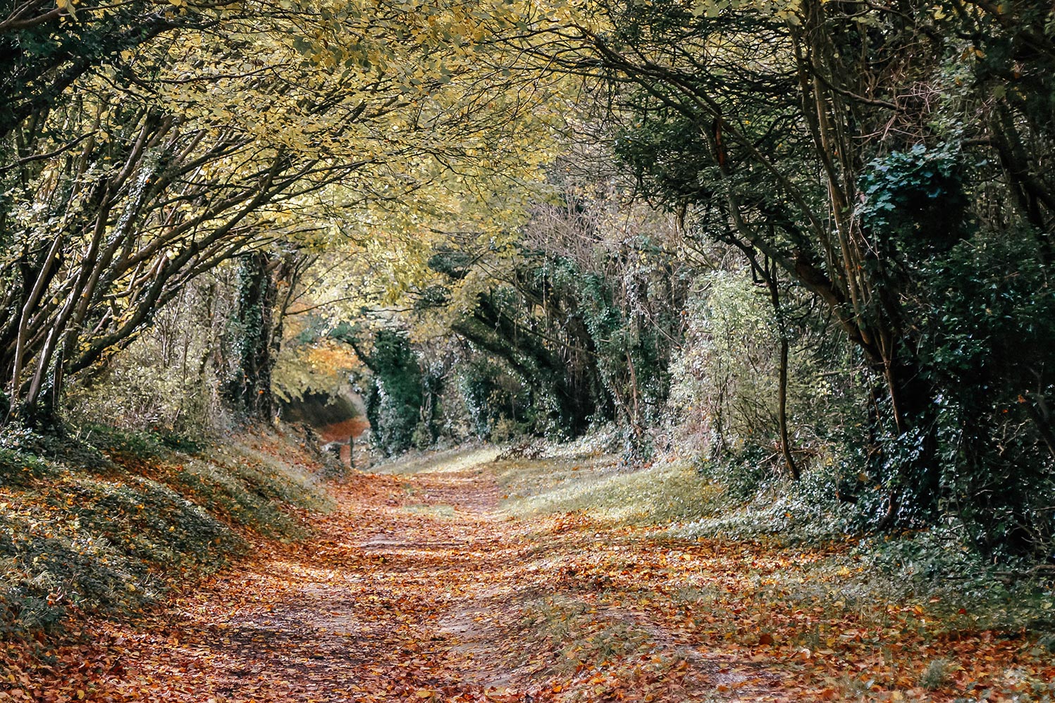 Walking to Halnaker Windmill in Chichester. - Amy Morgan & Co