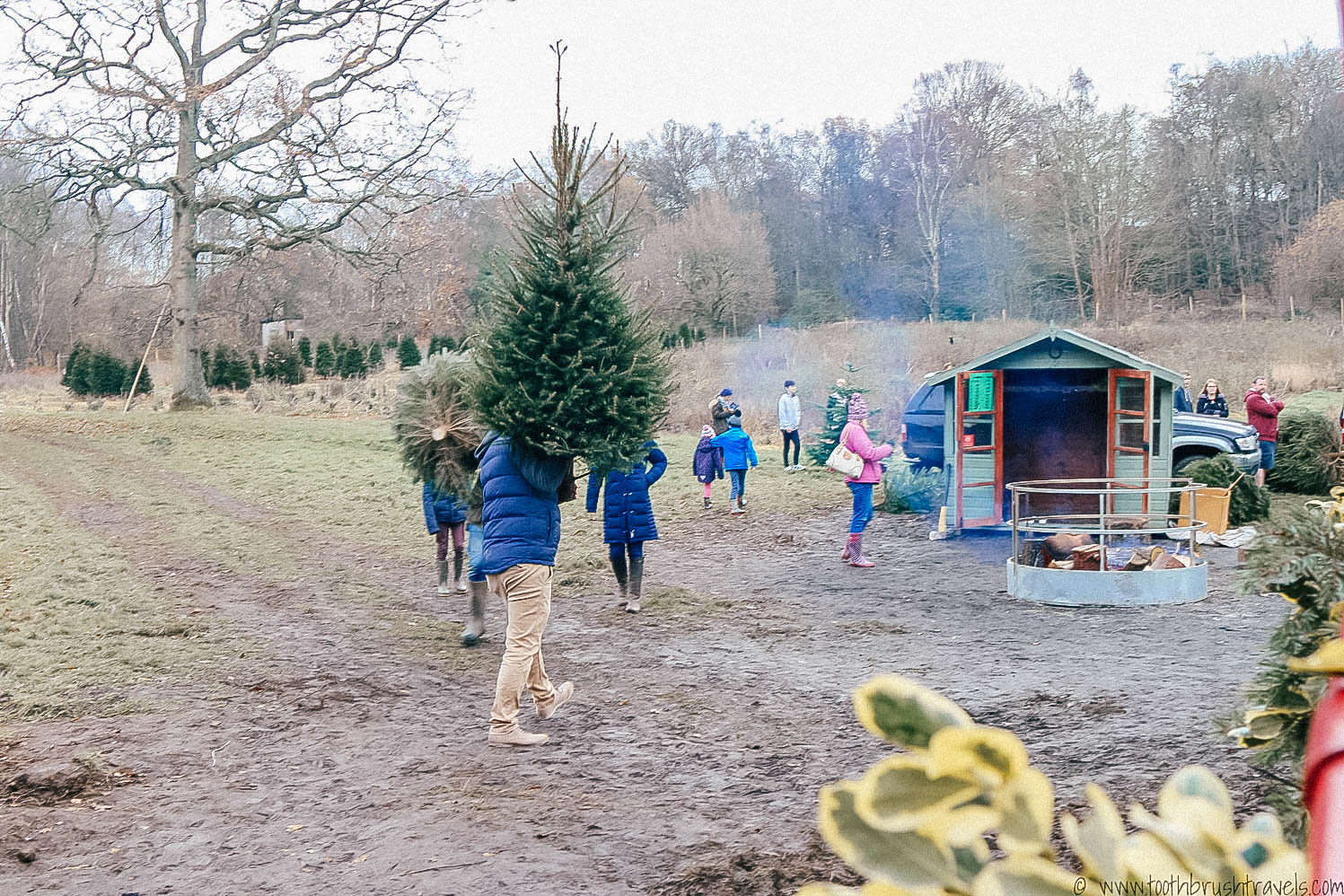 Wylds Farm - Pick Your Own Christmas Tree - Amy Morgan & Co
