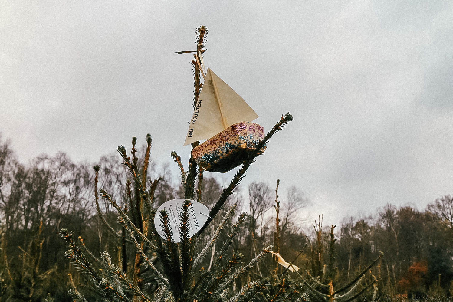 Wylds Farm - Pick Your Own Christmas Tree - Amy Morgan & Co
